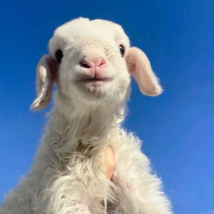 MBP摩托车,Feelink C150报价及图片-摩托范-摩托车官网